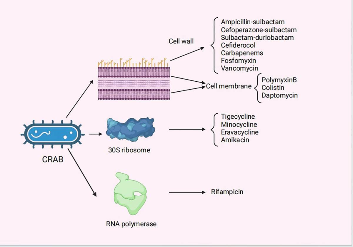 Frontiers | Treatment of infections caused by carbapenem-resistant ...