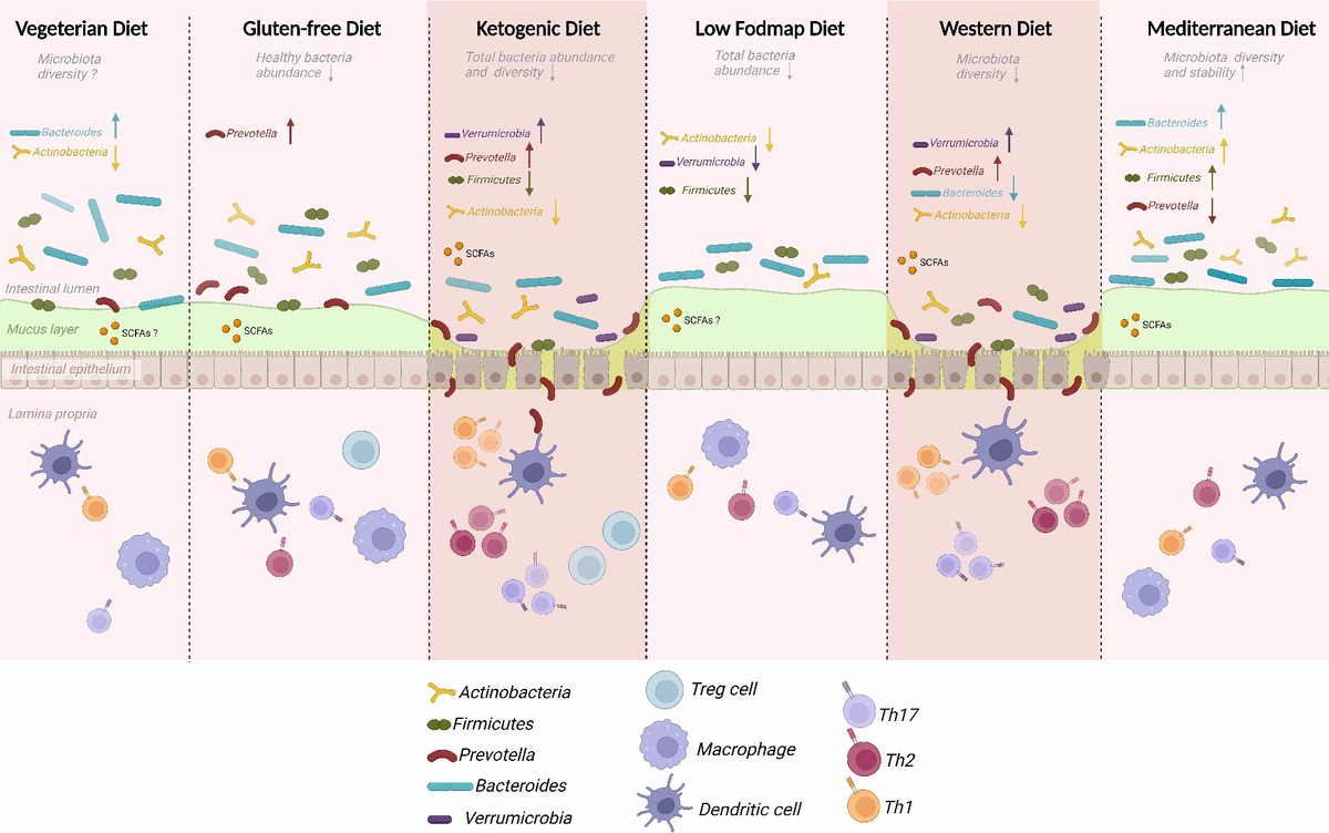 Frontiers | Unveiling the dynamics of gut microbial interactions: a ...