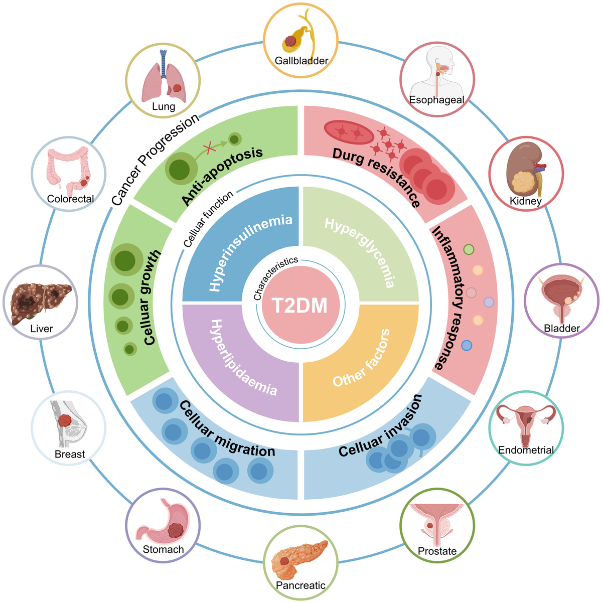 Frontiers | Effects of T2DM on cancer progression: pivotal ...