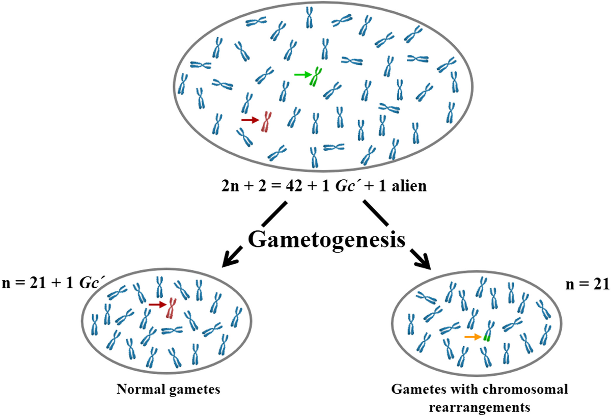 Frontiers | Gametocidal genes: from a discovery to the application in ...