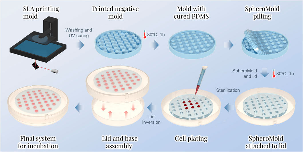 Frontiers | SpheroMold: modernizing the hanging drop method for ...