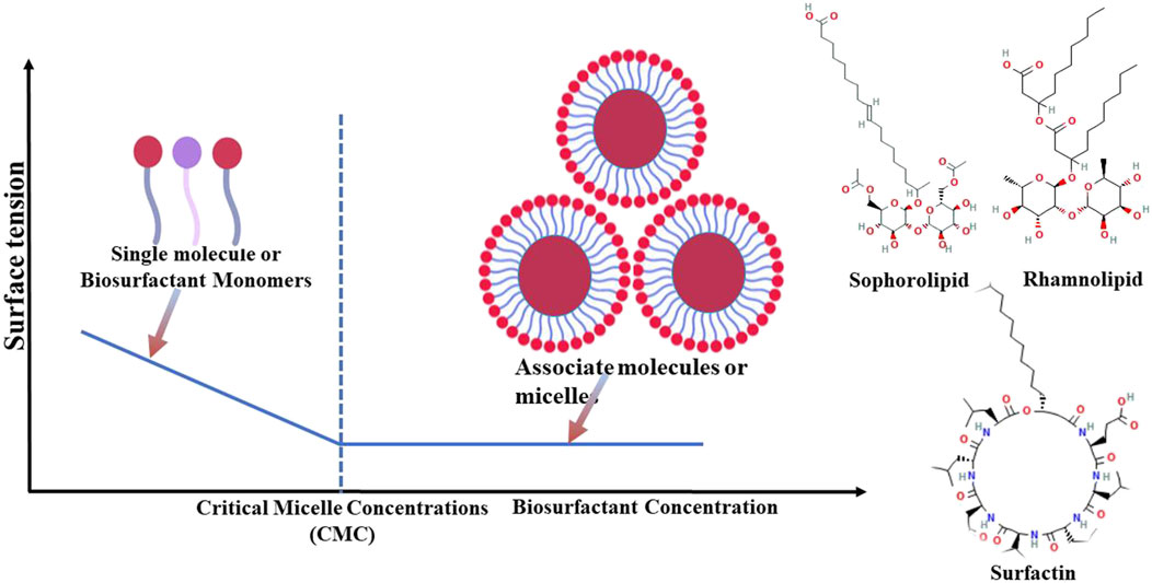 Frontiers | Microbially derived surfactants: an ecofriendly, innovative ...