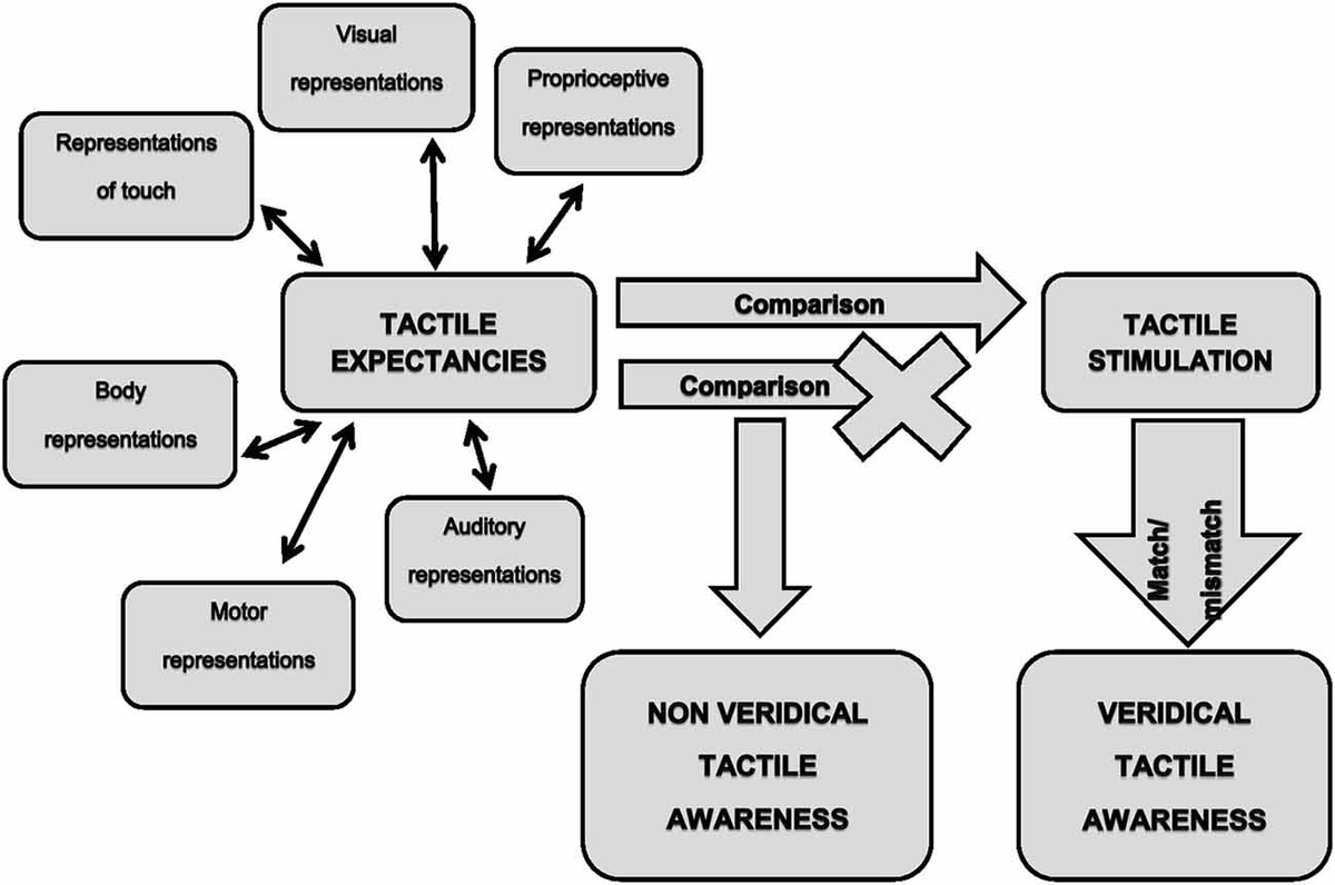 Frontiers | A predictive nature for tactile awareness? Insights from ...