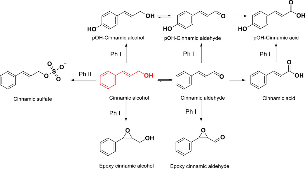 Frontiers | Bioactivation of cinnamic alcohol in a reconstructed human ...