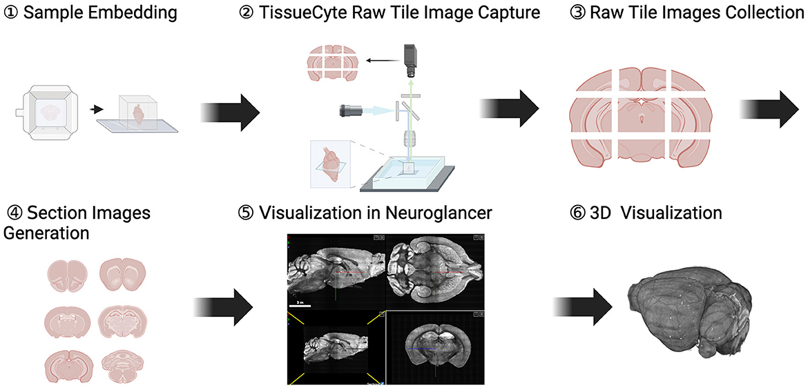 Frontiers | Brain image data processing using collaborative data ...