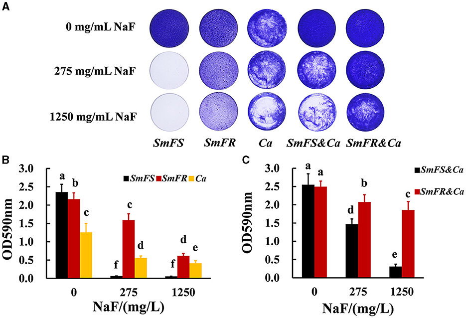 Frontiers | Fluoride-resistant Streptococcus mutans within cross ...