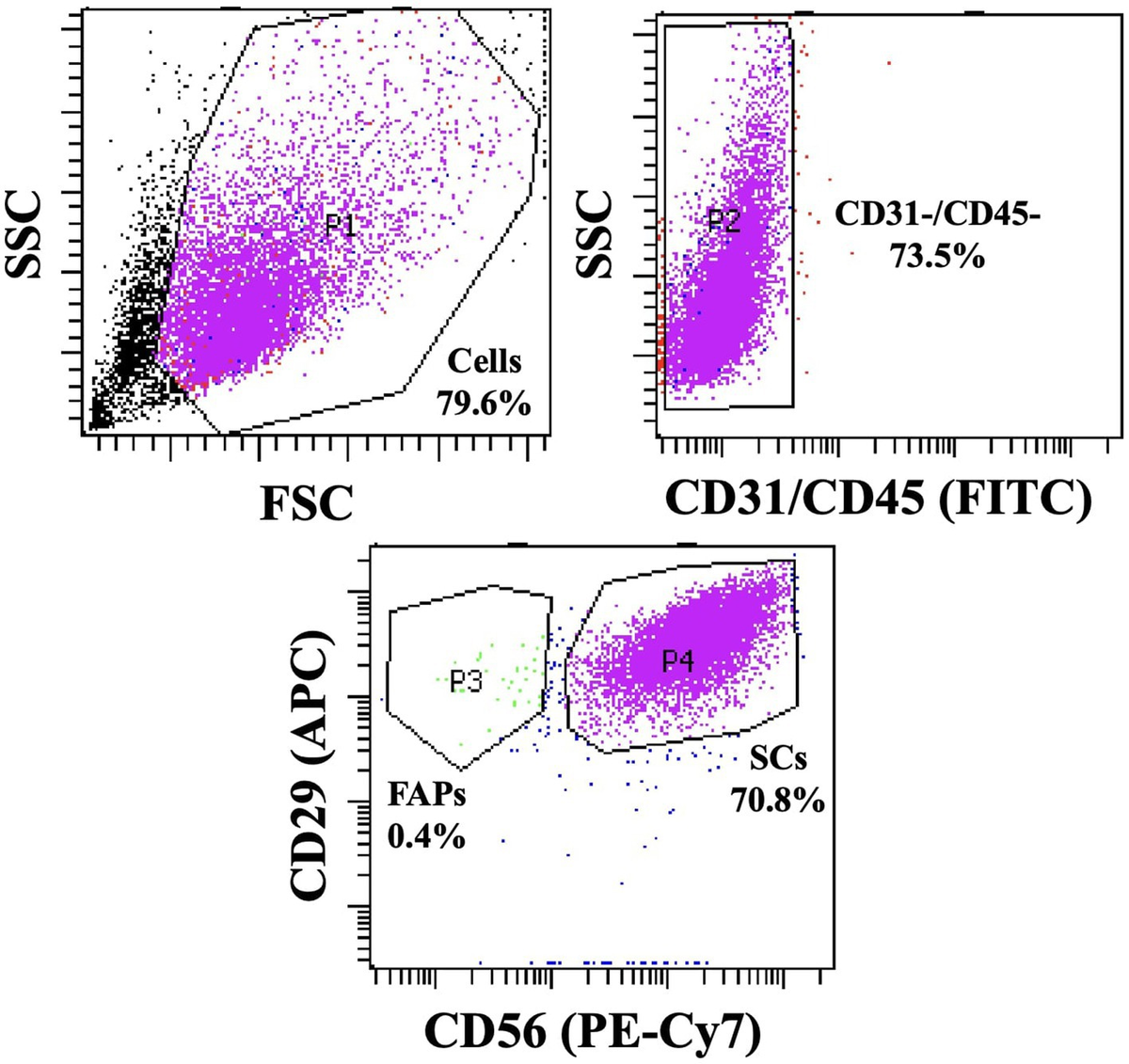 Frontiers | Developmental ability of Hanwoo muscle satellite cells ...