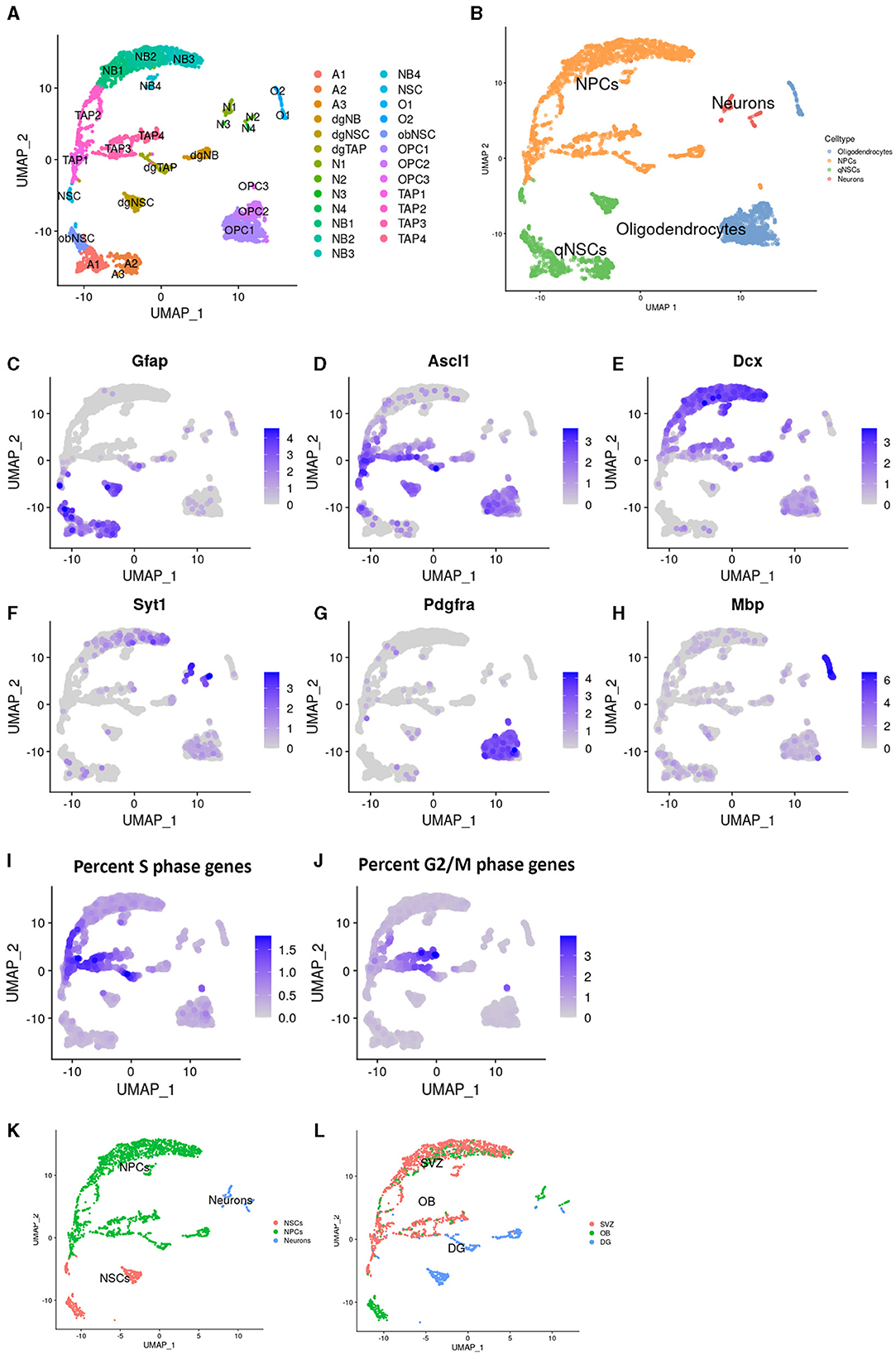 Frontiers | Single-cell RNA sequencing of aging neural progenitors ...