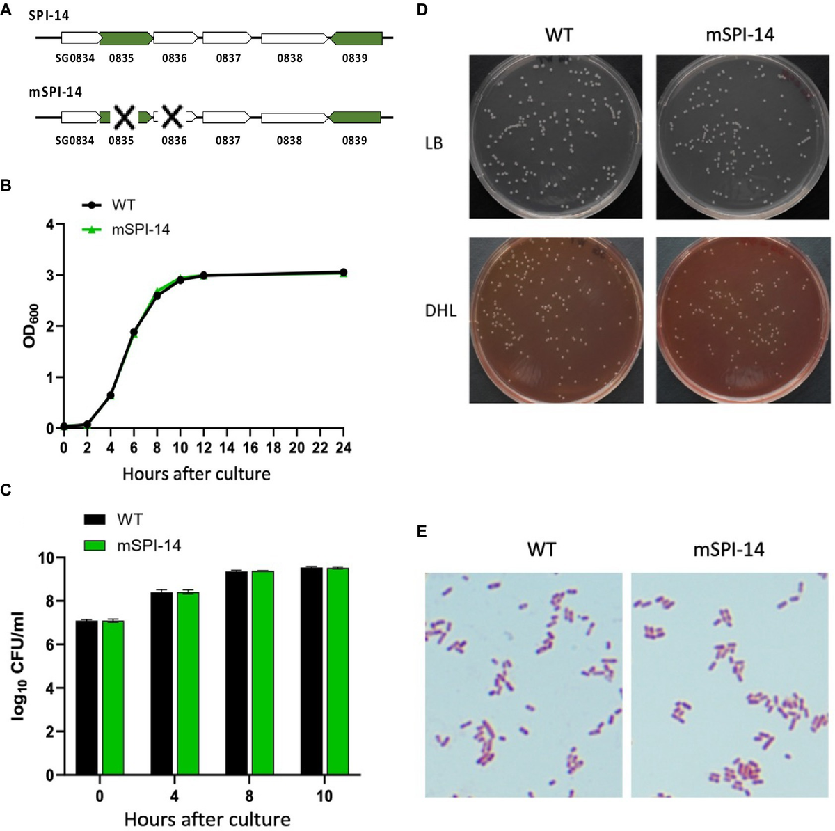Frontiers | Salmonella pathogenicity island-14 is a critical virulence ...