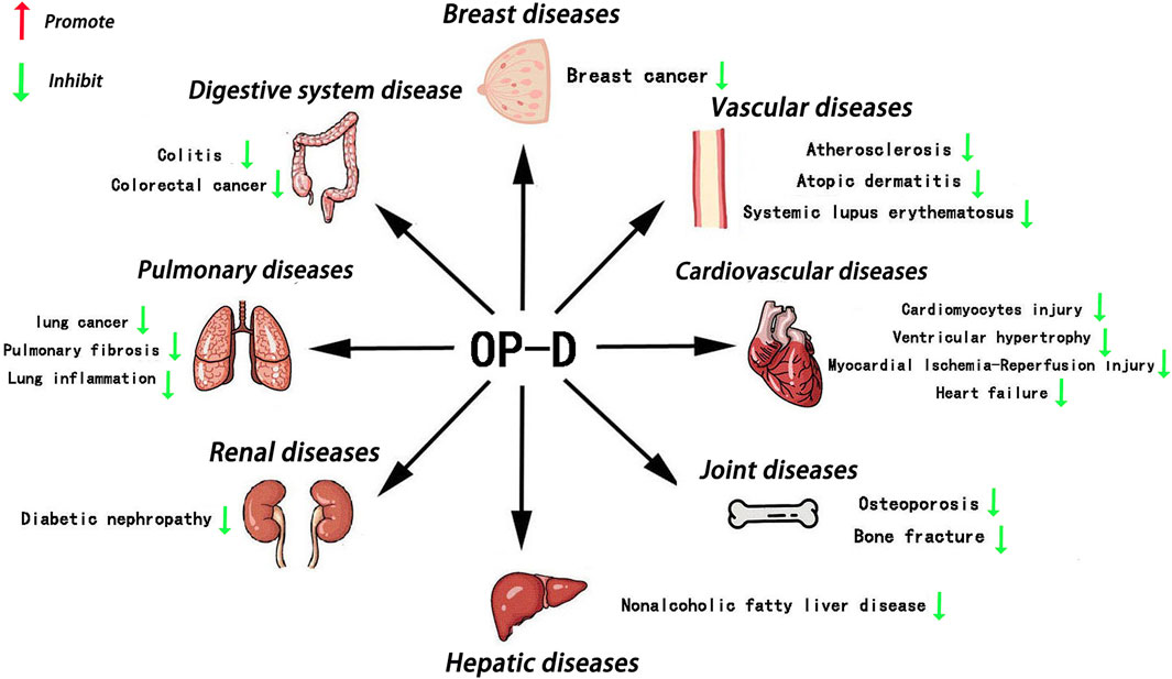 Frontiers | Ophiopogonin D: review of pharmacological activity