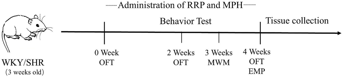 Frontiers | Rehmanniae Radix Preparata ameliorates behavioral deficits ...