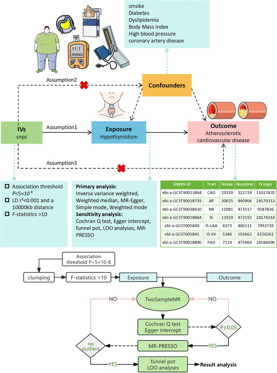 Frontiers | Causal relationship between hypothyroidism and coronary ...