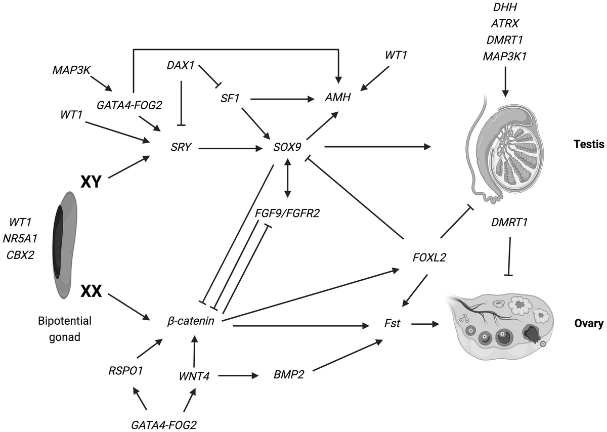 Frontiers 46 Xx Differences Of Sex Development Outside Congenital