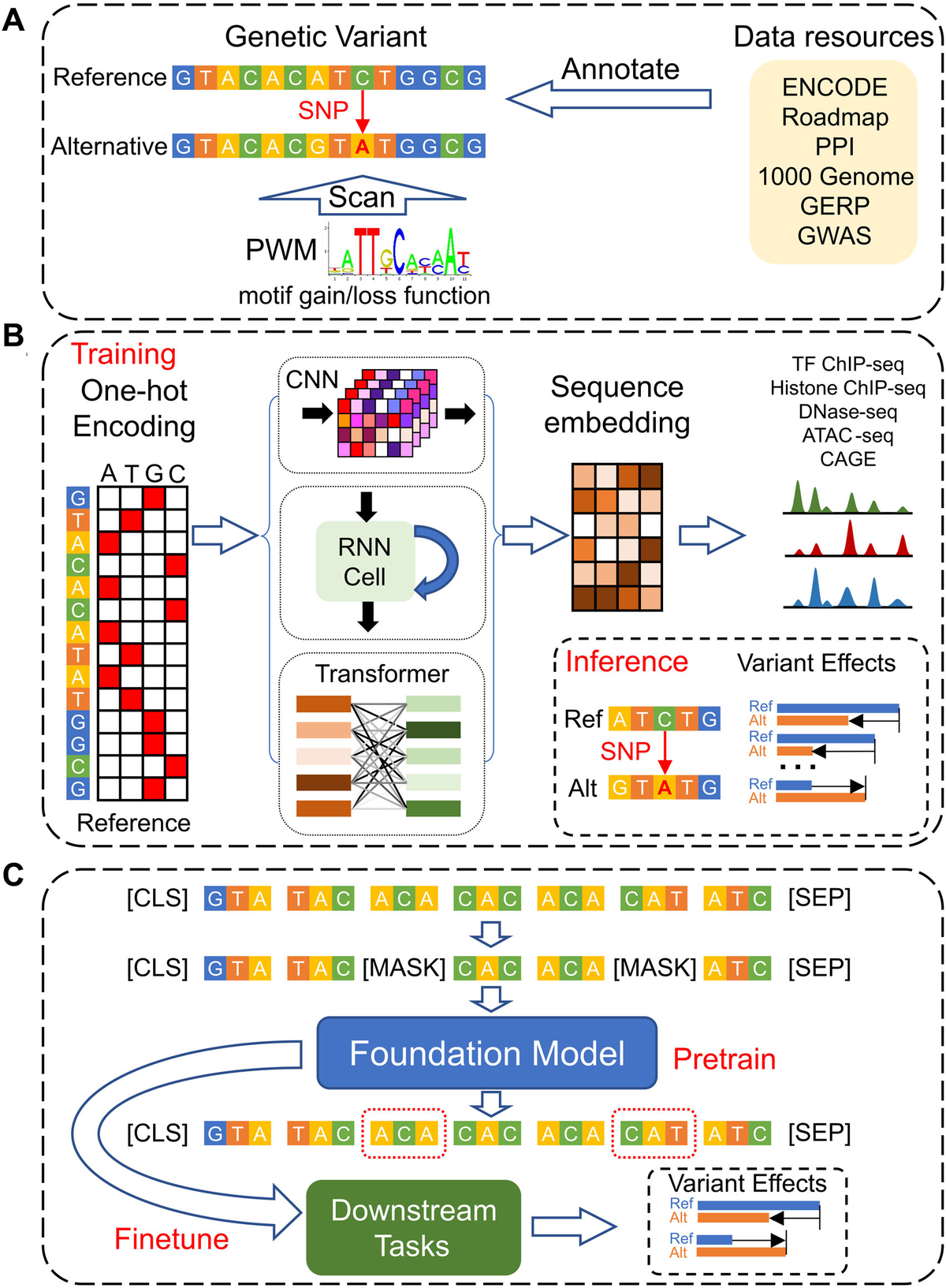 Frontiers | De novo prediction of functional effects of genetic variants from DNA sequences ...