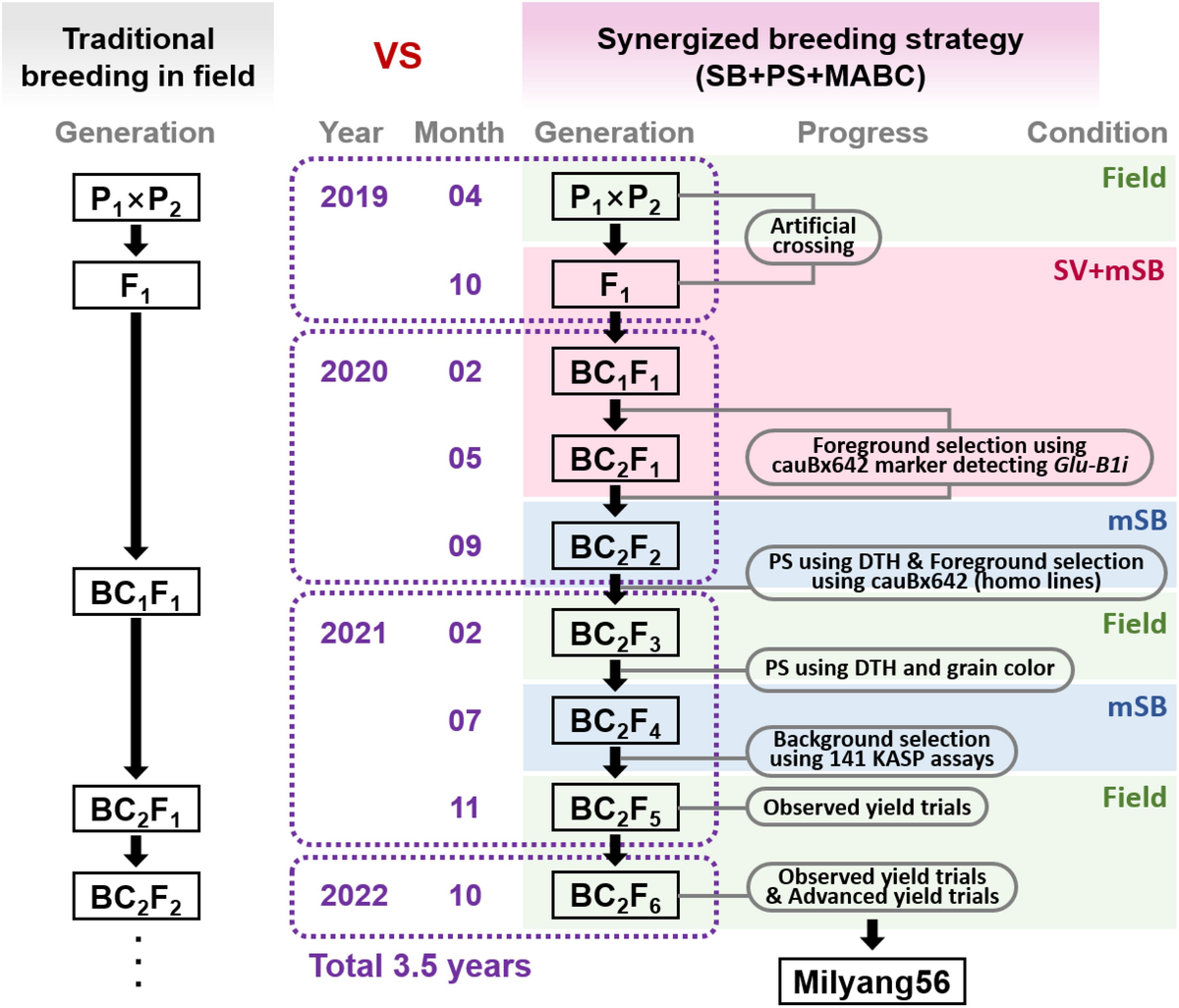 Frontiers | Synergizing breeding strategies via combining speed ...
