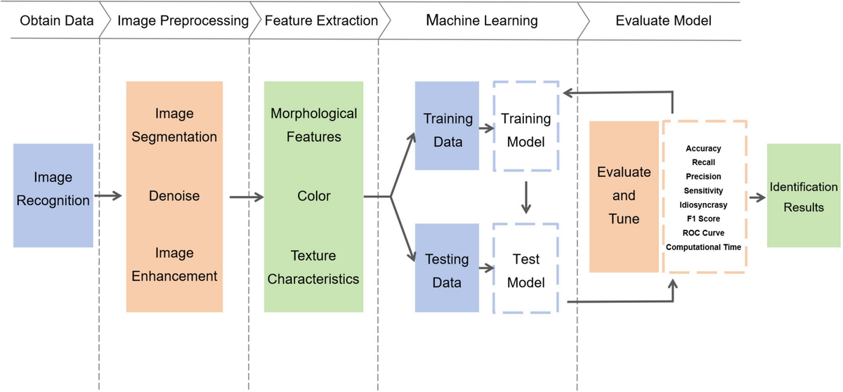 Frontiers | Recent advancements in machine learning for bone marrow ...