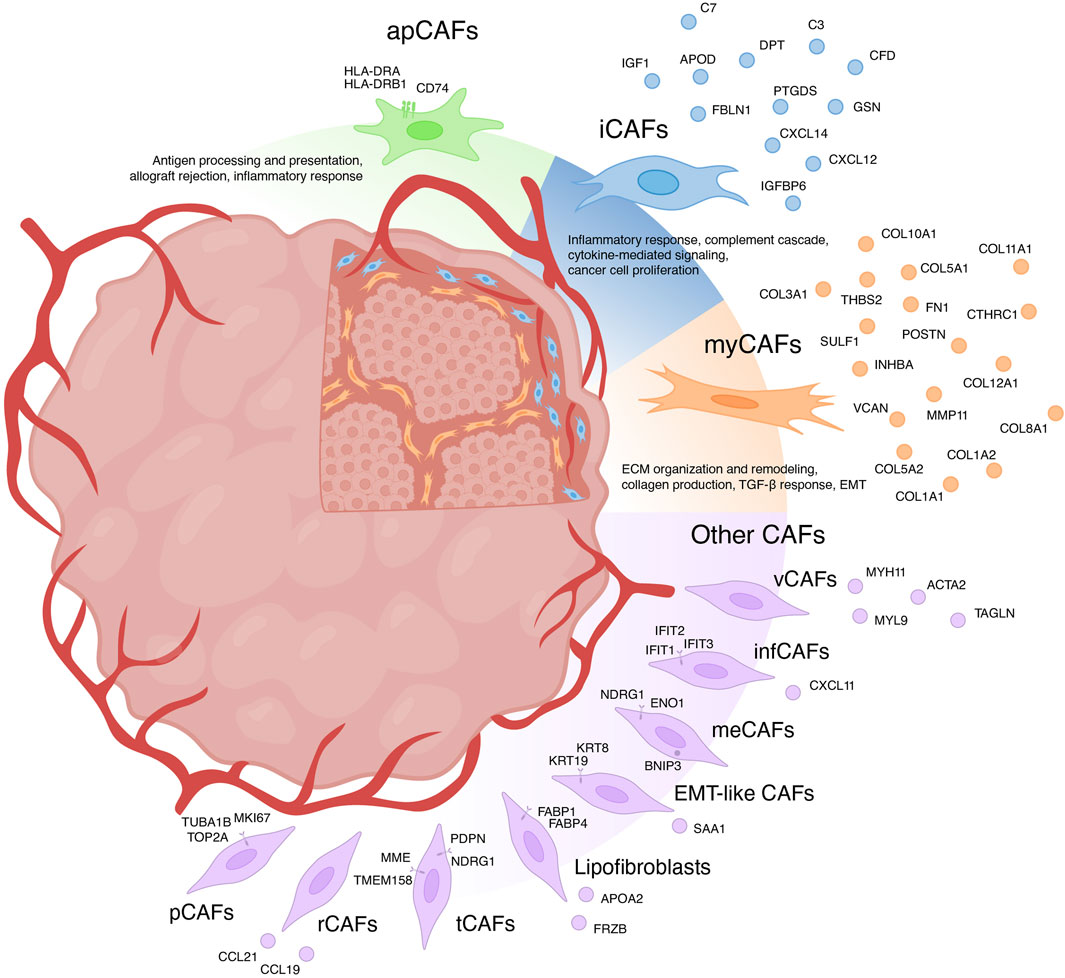 Frontiers | Exploring the diversity of cancer-associated fibroblasts ...