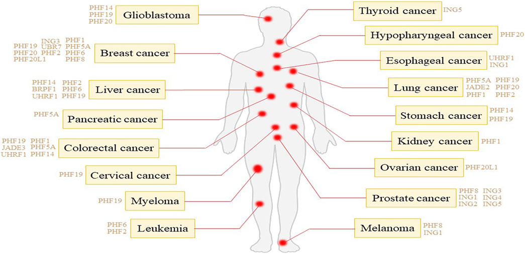 Frontiers | Deciphering the dual roles of PHD finger proteins from ...