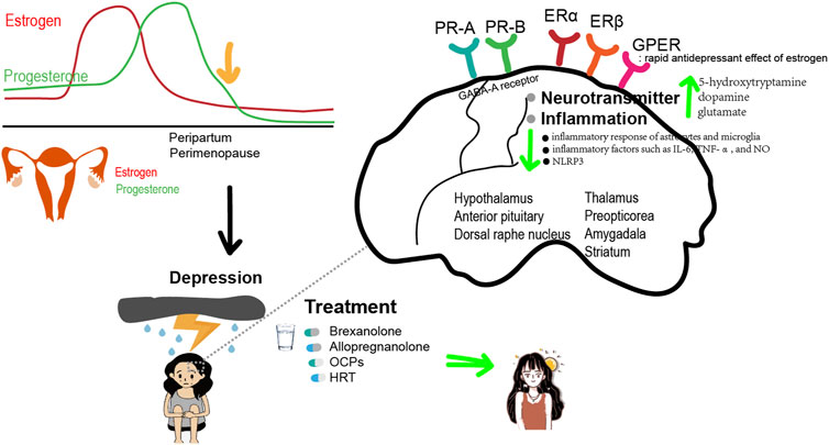 Frontiers | Supportive care of female hormones in brain health: what ...