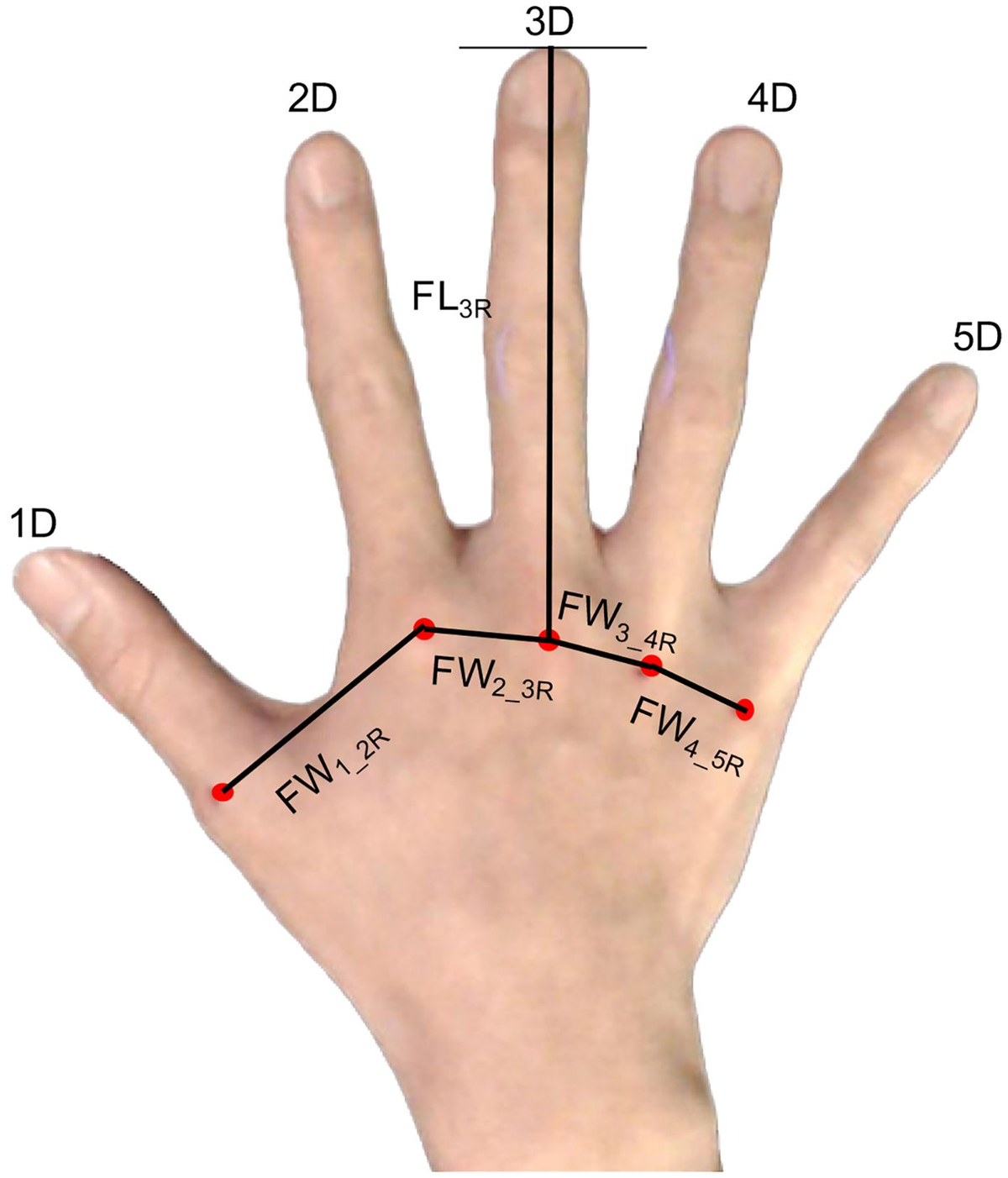 Frontiers | People with higher systemizing traits have wider right hands
