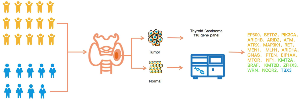 Frontiers | Application value of multi-gene mutation detection in the ...