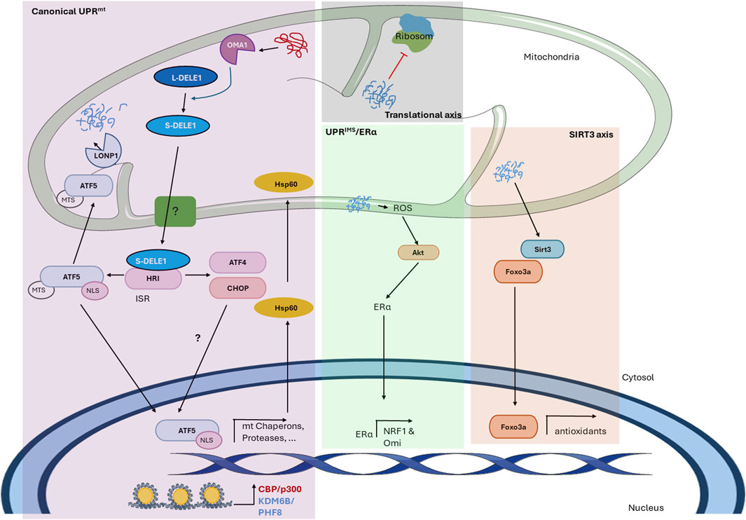 Frontiers | Mitochondrial unfolded protein response (UPRmt): what we ...