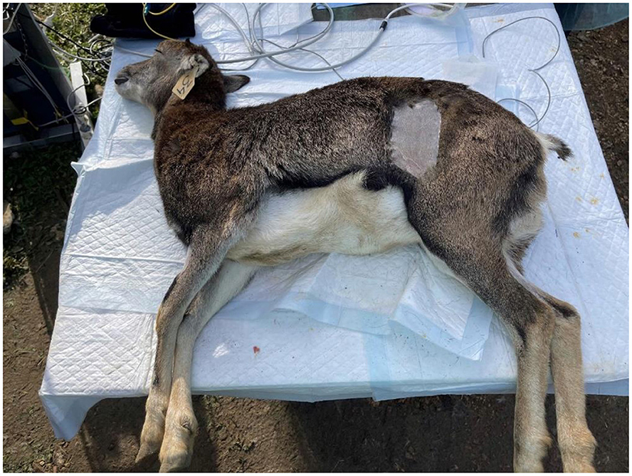 Frontiers | Ovariectomy in mouflons under field conditions: a ...