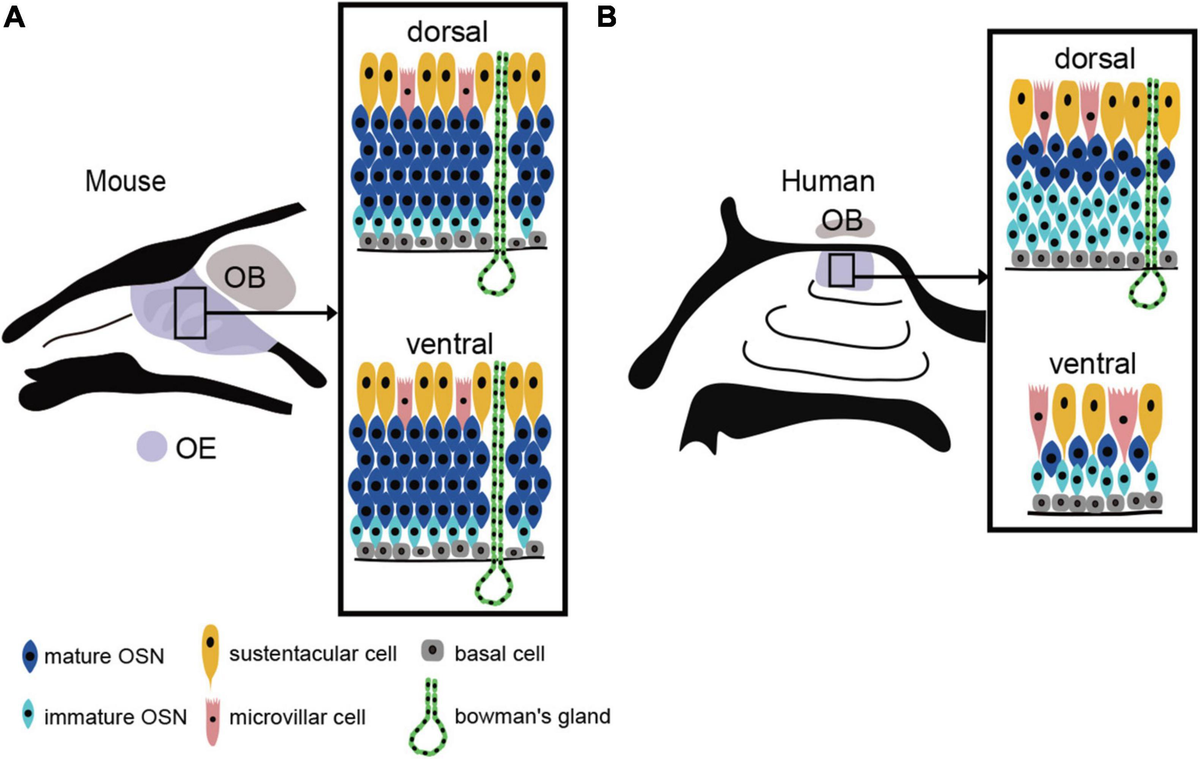 Frontiers | Structures and functions of the normal and injured human ...