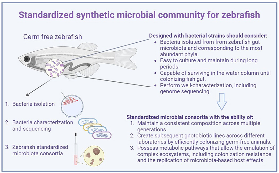 Frontiers | The zebrafish model requires a standardized synthetic ...