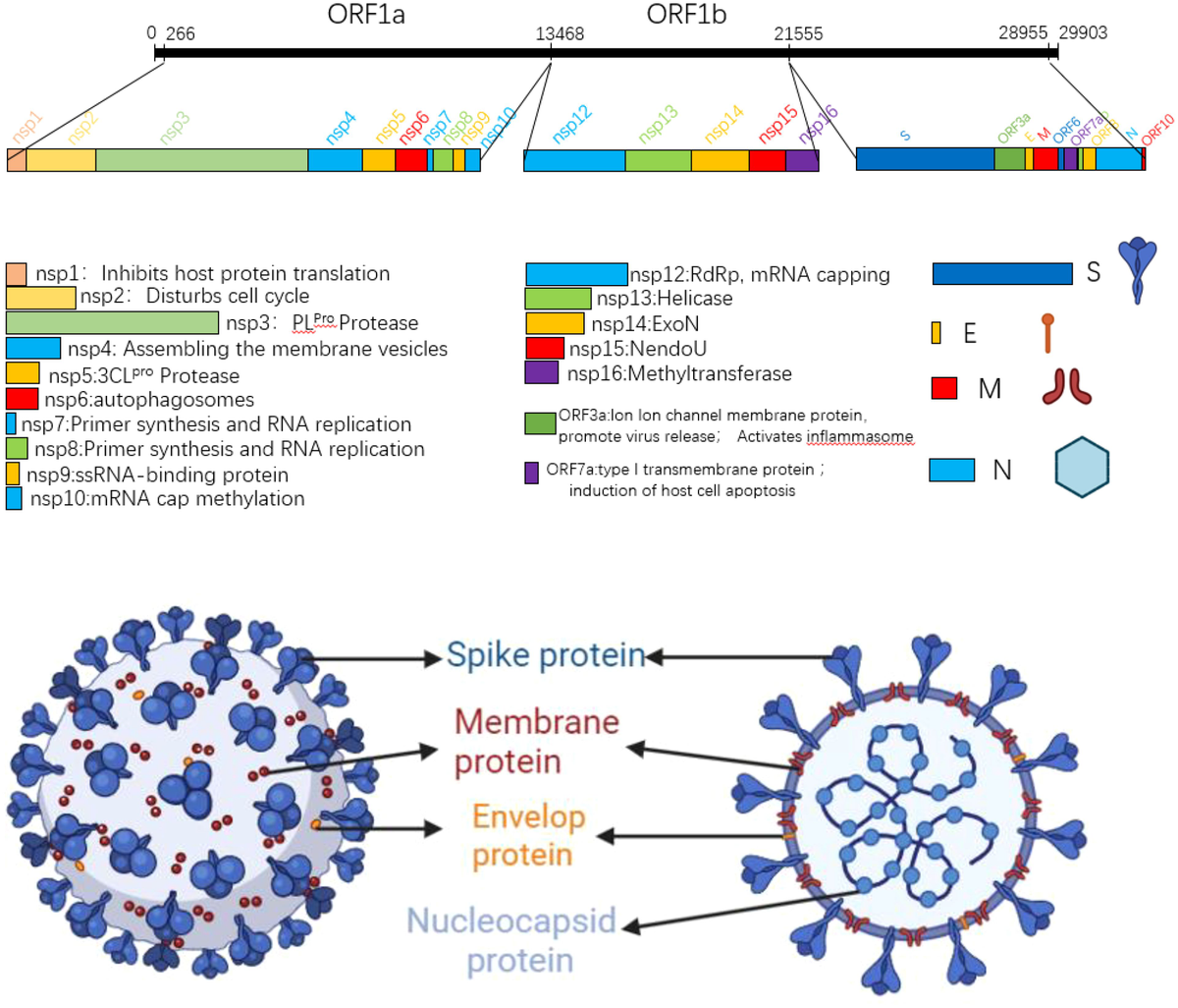 Frontiers | Research progress of spike protein mutation of SARS-CoV-2 ...