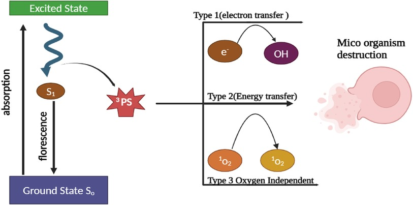 Frontiers | Evaluating the potency of laser-activated antimicrobial ...