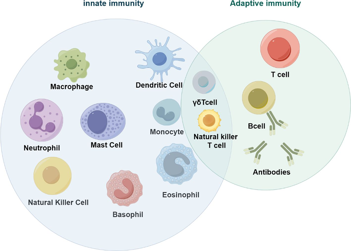 Frontiers | The role of innate immune cells in the colorectal cancer ...