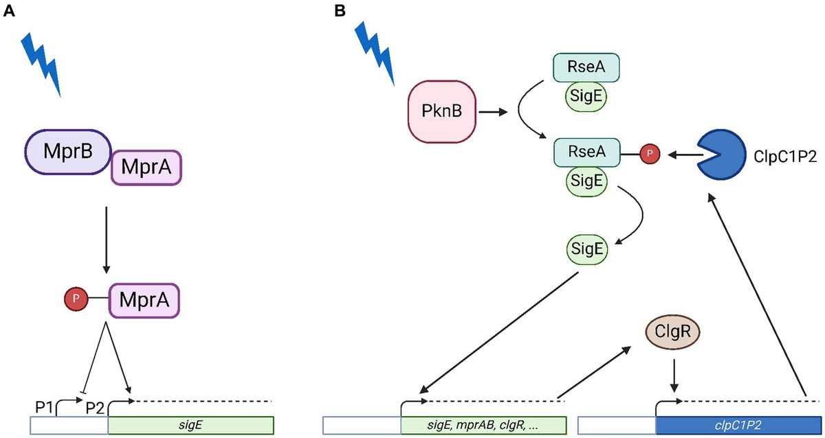 Frontiers | Structure of the SigE regulatory network in Mycobacterium tuberculosis