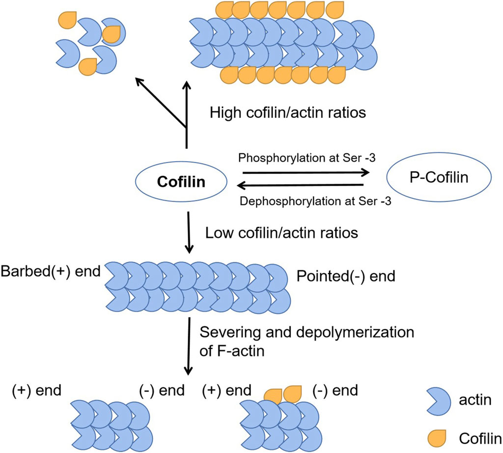 Frontiers | The role of actin cytoskeleton CFL1 and ADF/cofilin ...
