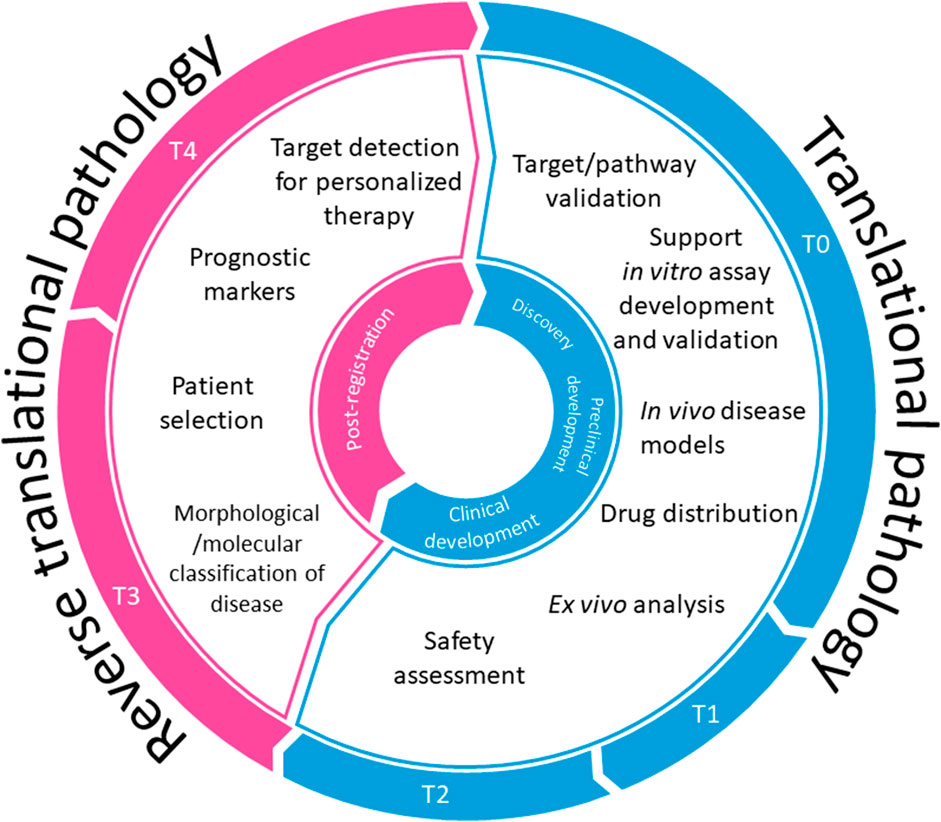 Frontiers | Translational pathology in drug discovery