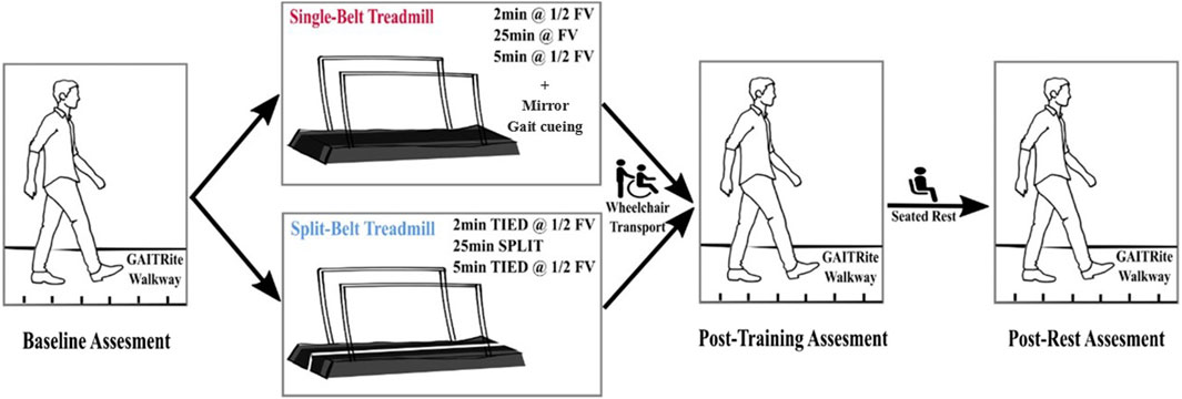Frontiers | Single-belt vs. split-belt treadmill symmetry training: is ...