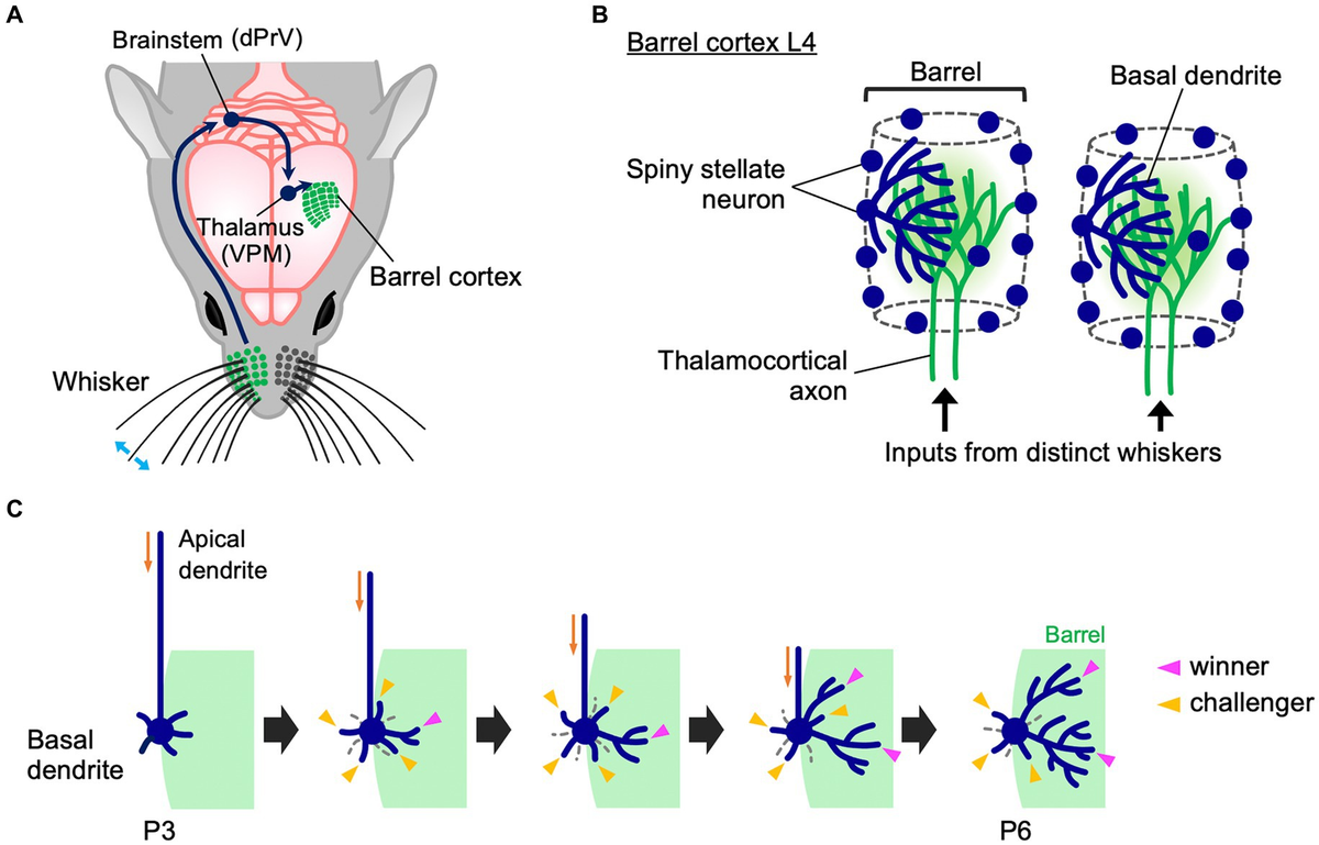 Frontiers | Activity-dependent dendrite patterning in the postnatal ...