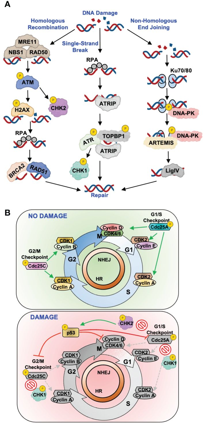Frontiers | Wielding a double-edged sword: viruses exploit host DNA ...