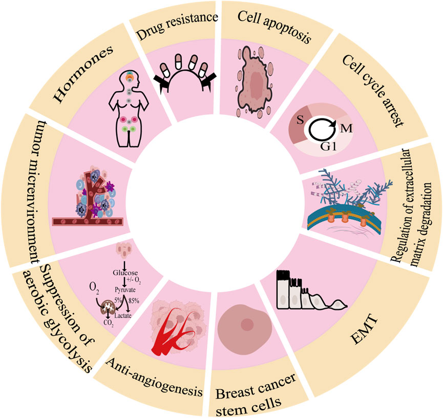 Frontiers | Role of flavonoids in inhibiting triple-negative breast cancer