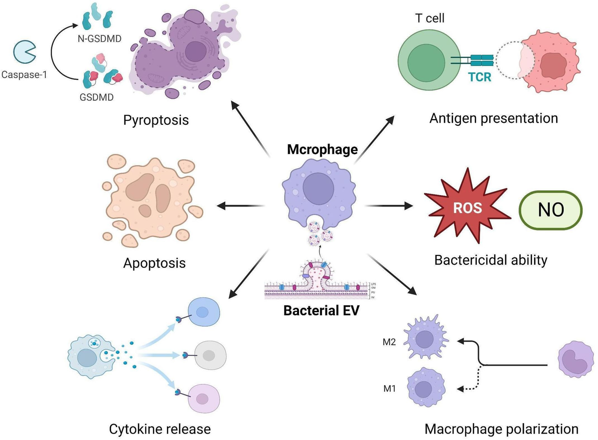 Frontiers | Influences of bacterial extracellular vesicles on macrophage immune functions