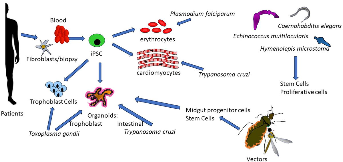 Frontiers | Editorial: Stem cell technologies meet stem cell biology to ...