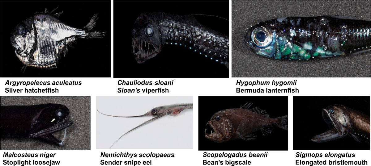 Frontiers | Metabarcoding and morphological analysis of diets of ...