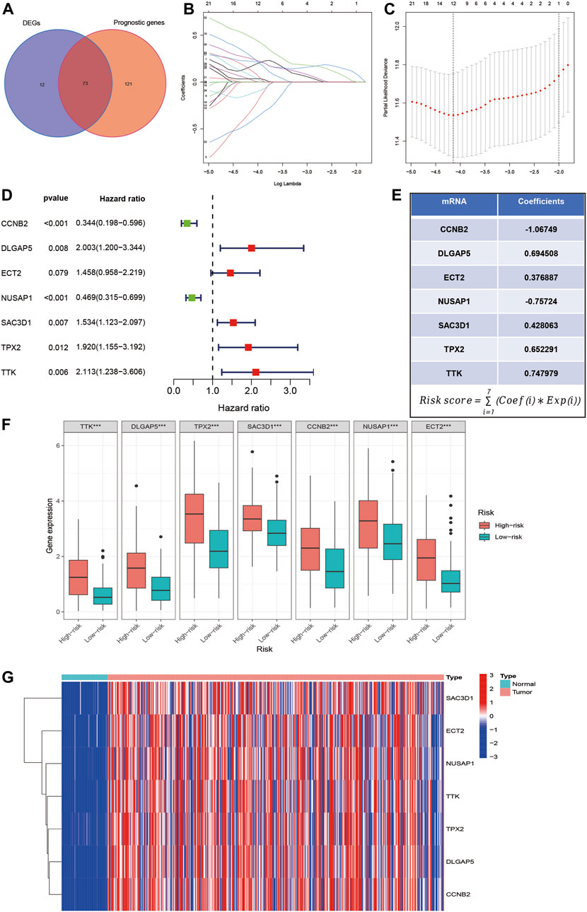 Frontiers | Conduction and validation of a novel mitotic spindle ...