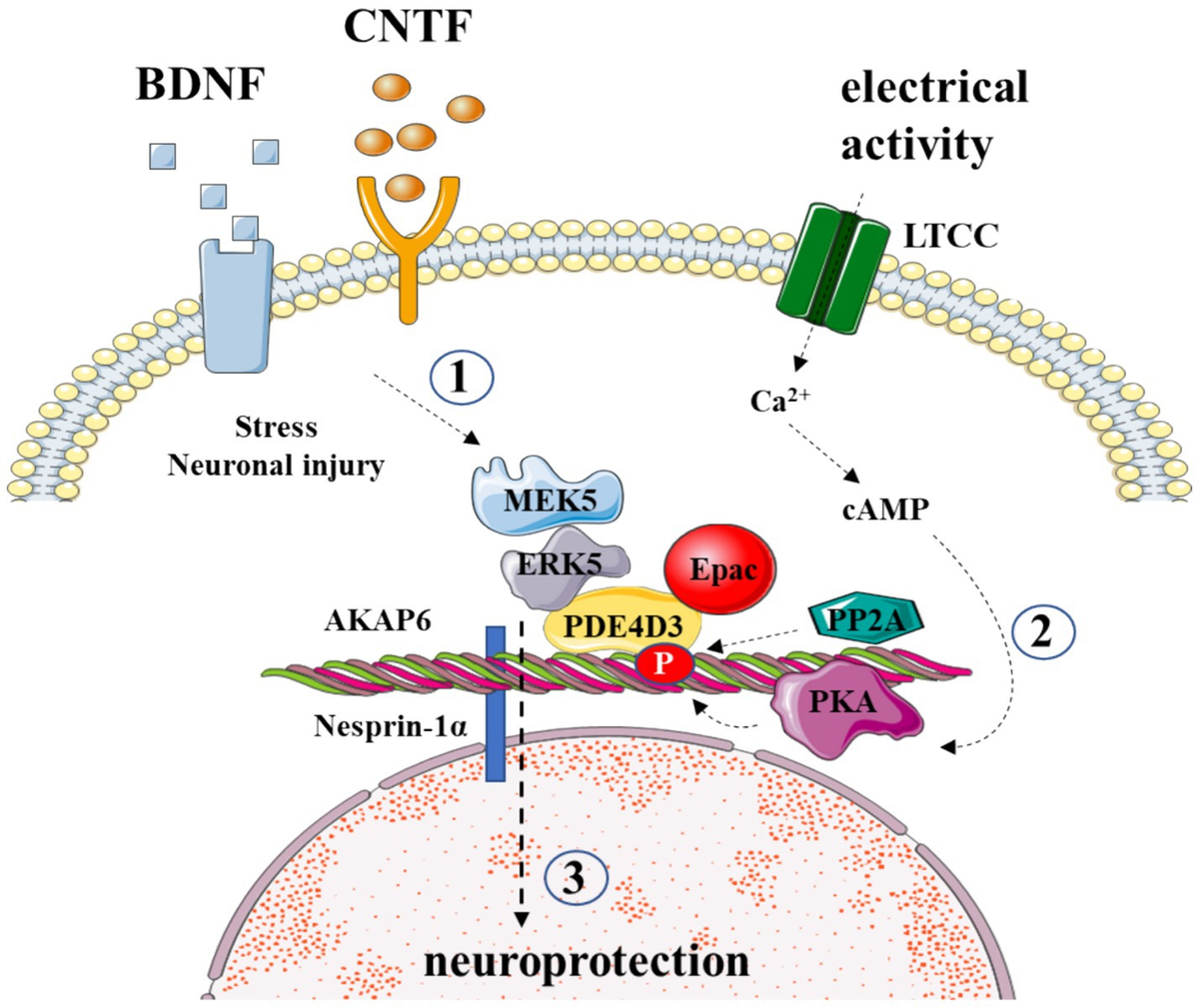 Frontiers | Exploring AKAPs in visual signaling