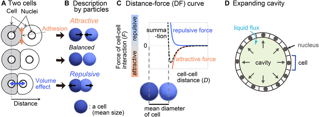 Frontiers | Effective mechanical potential of cell–cell interaction in ...