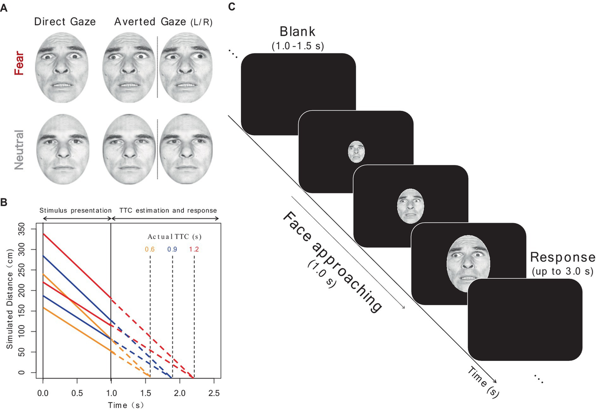 Frontiers | Emotion-gaze interaction affects time-to-collision ...