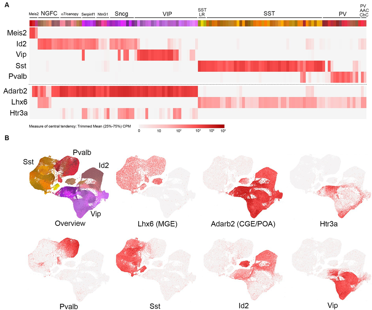 Frontiers | Genetic approaches to elucidating cortical and hippocampal ...