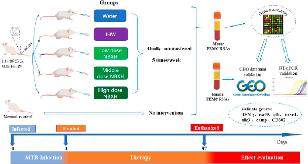 Frontiers | Transcriptomics-based anti-tuberculous mechanism of ...