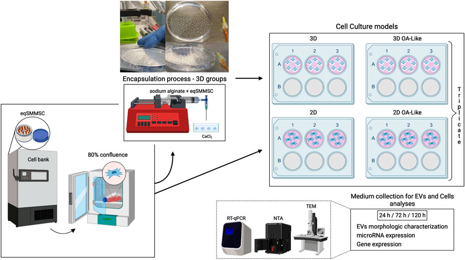 Frontiers | Influence of inflammation on the expression of microRNA-140 ...