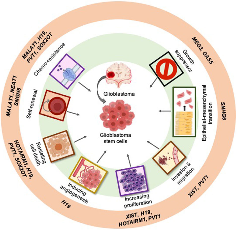 Frontiers | Glioblastoma stem cell long non-coding RNAs: therapeutic perspectives and opportunities